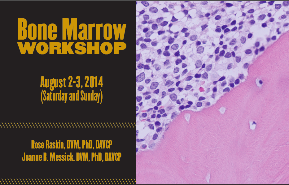 bone marrow course 2014 picture